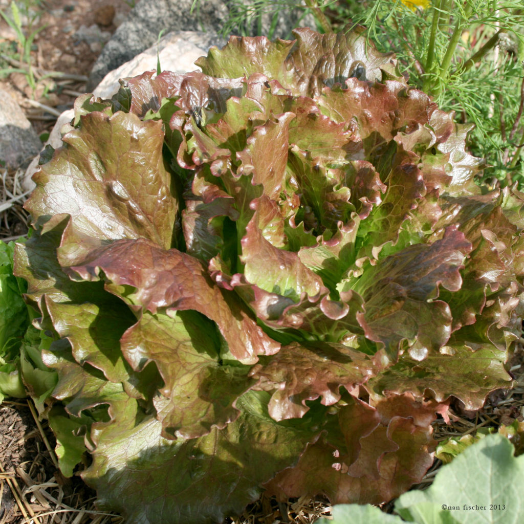Summer Lettuces – nannie plants